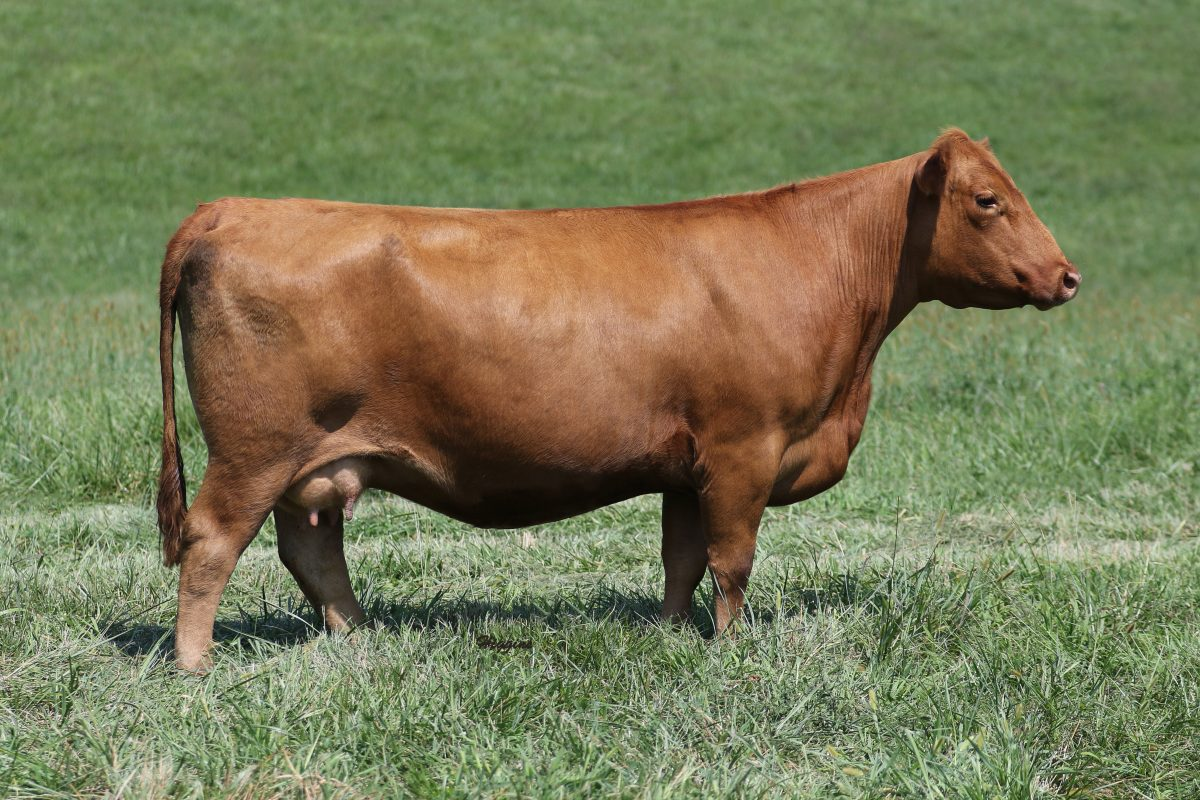 Top Beef Cattle Breeds: Traits and Types of Meat Cows
