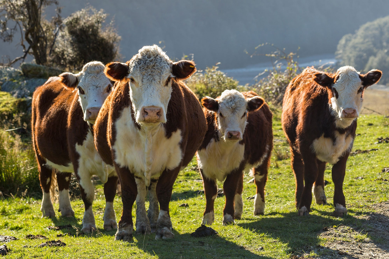 Top Beef Cattle Breeds: Traits and Types of Meat Cows