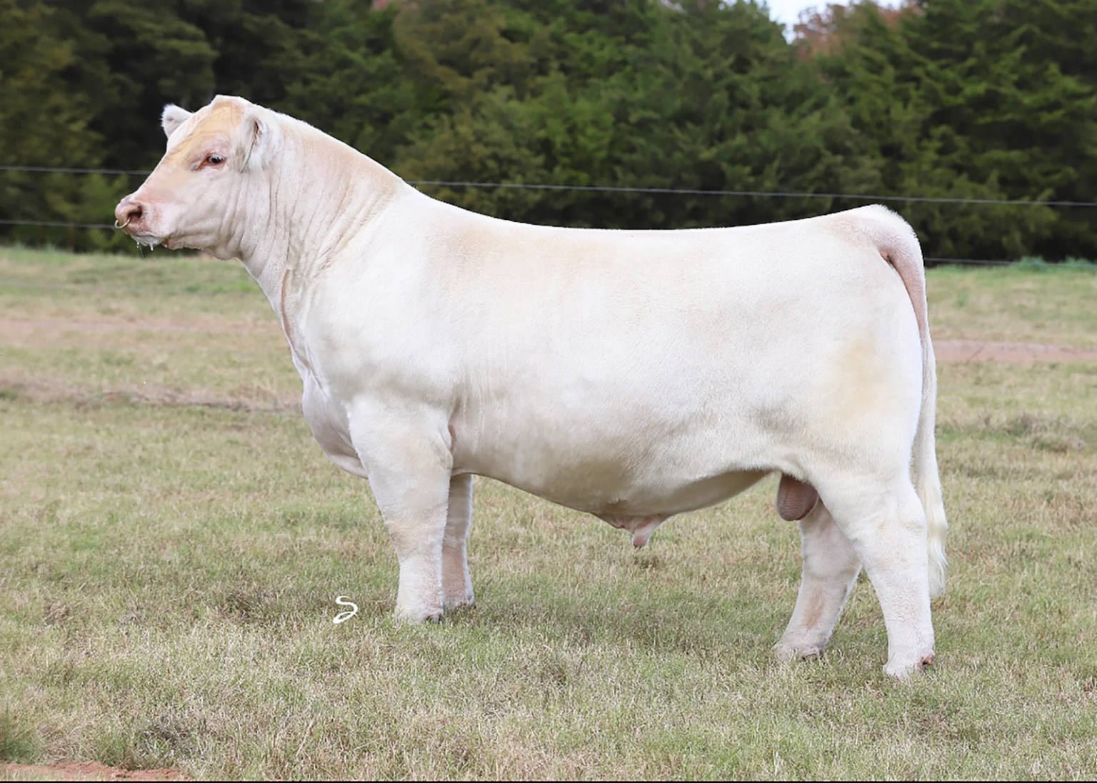 Top Beef Cattle Breeds: Traits and Types of Meat Cows