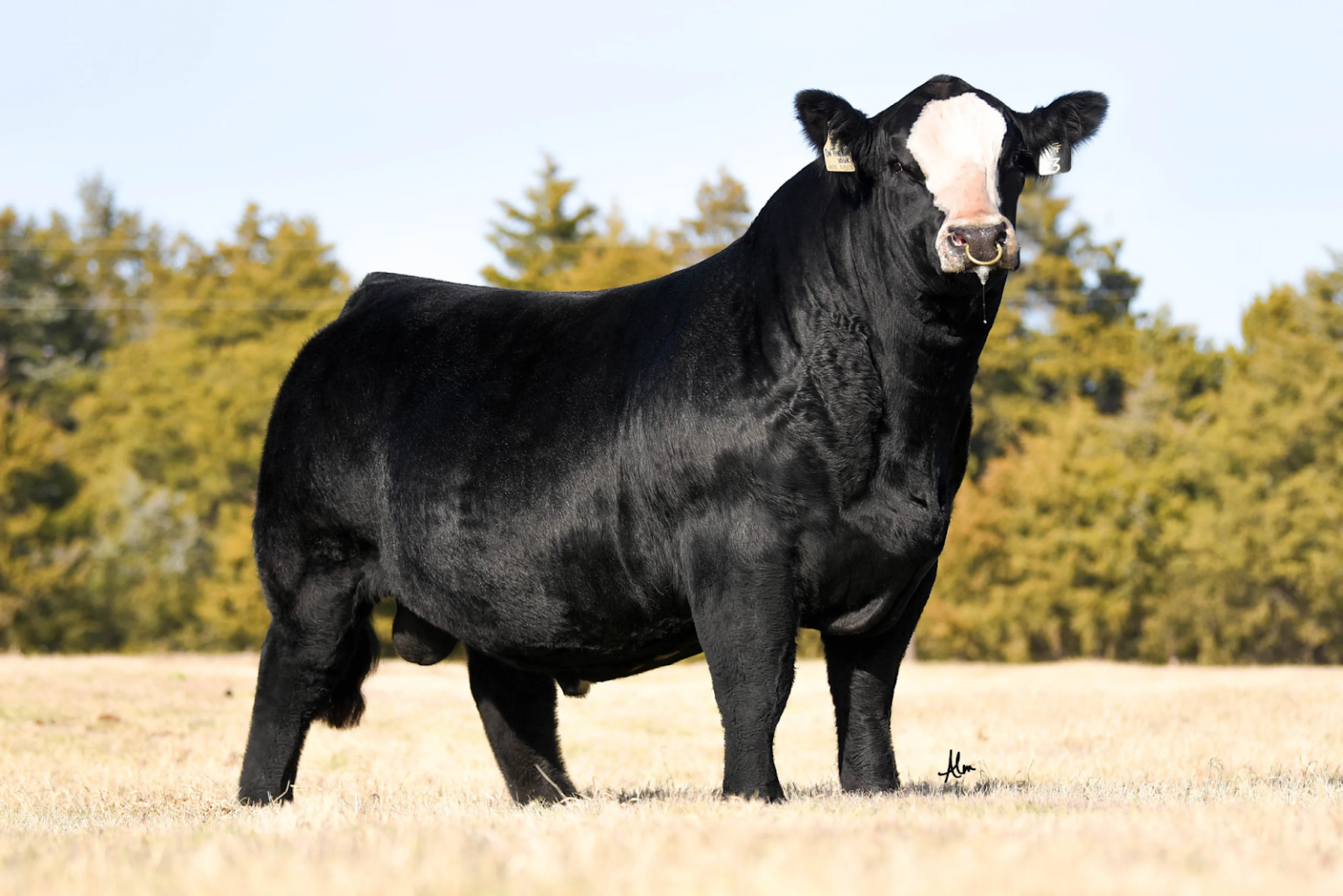 Top Beef Cattle Breeds: Traits and Types of Meat Cows