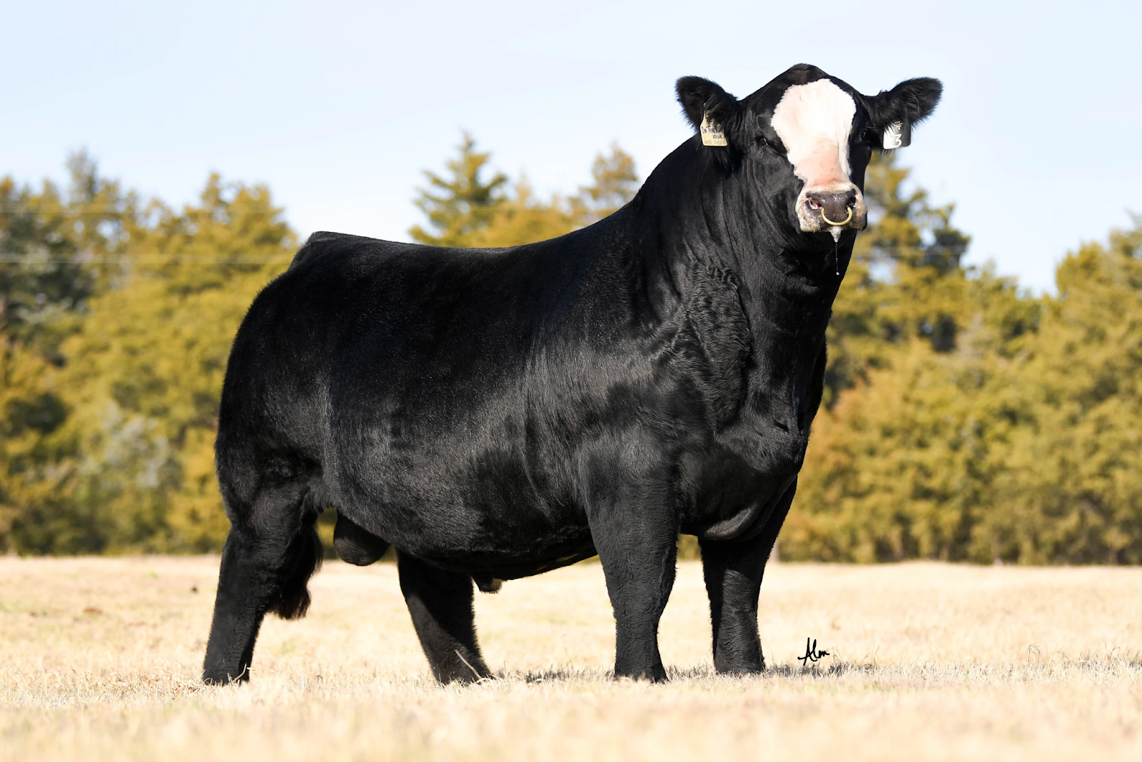 Top Beef Cattle Breeds: Traits and Types of Meat Cows