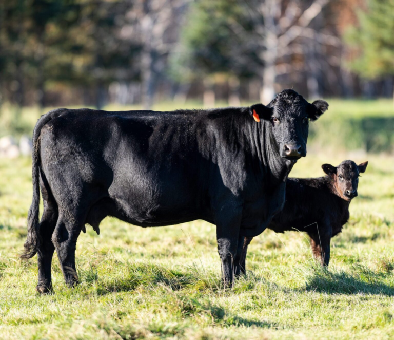 Top Beef Cattle Breeds: Traits and Types of Meat Cows