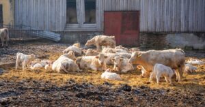 How Long Do Cows Live? The Average Cow Life Span